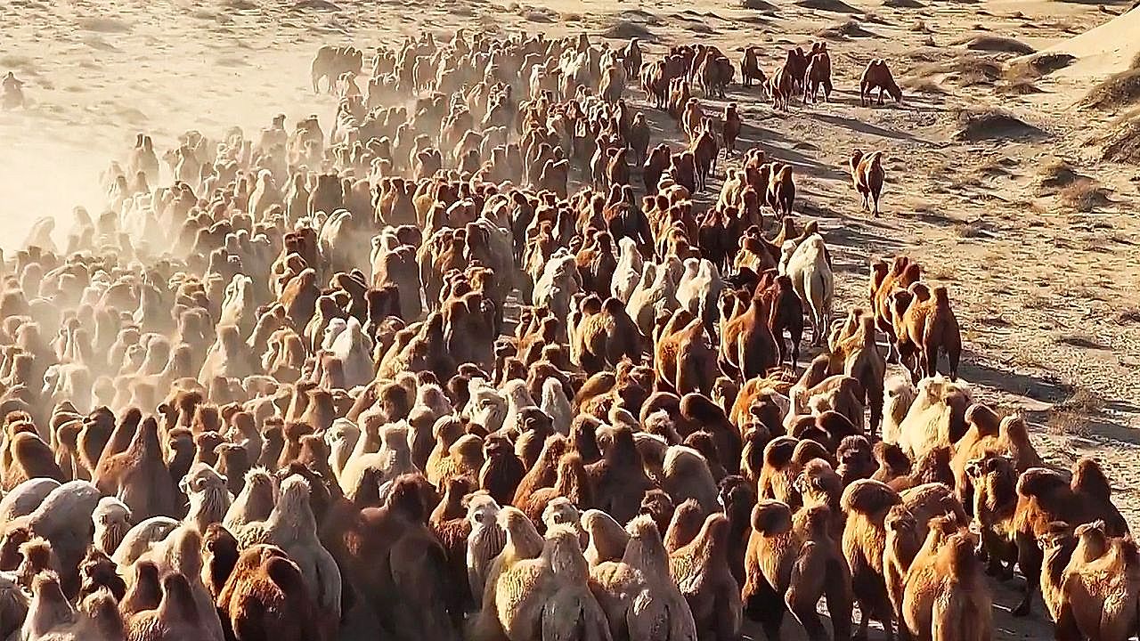 More than 2,000 camels beging their annual migration in Inner Mongolia