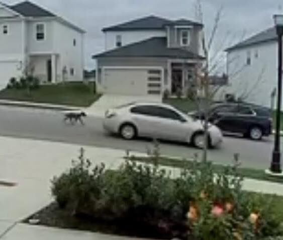 Dog rescued after being pulled behind car in Nashville neighborhood ...