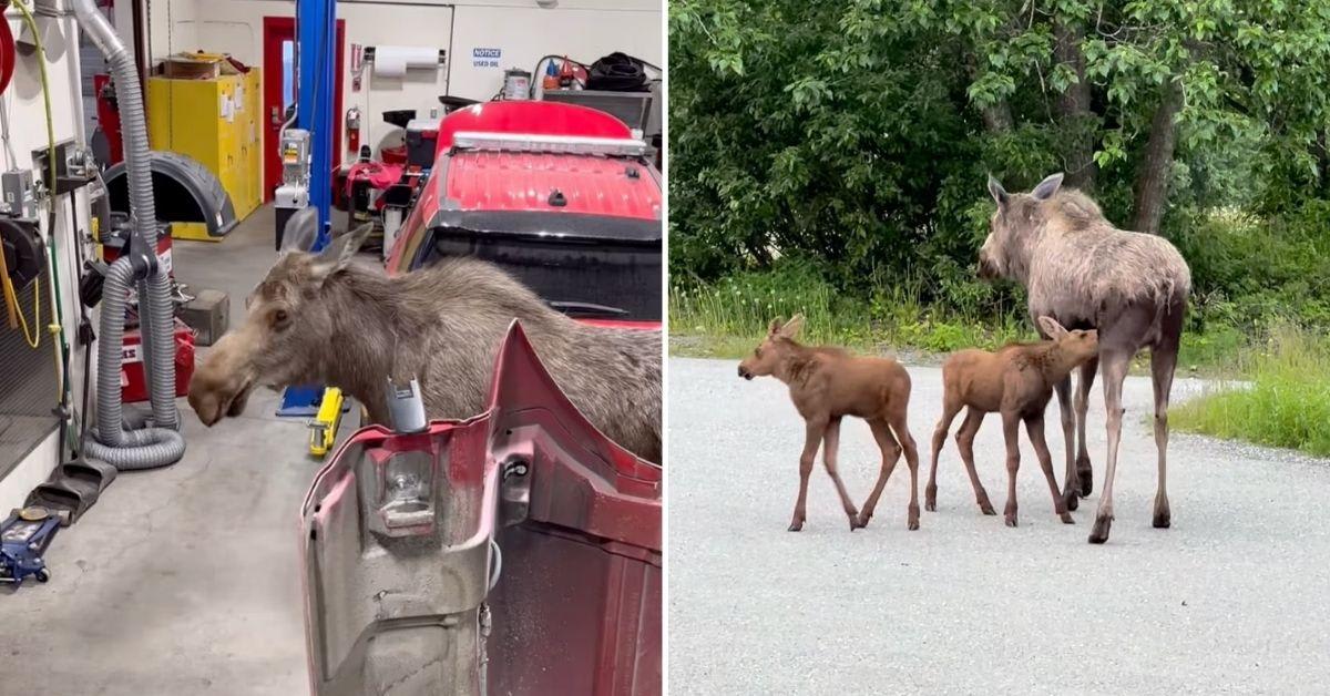 Mother Moose Wanders Into Alaska Fire Department Shop in Search of Her ...
