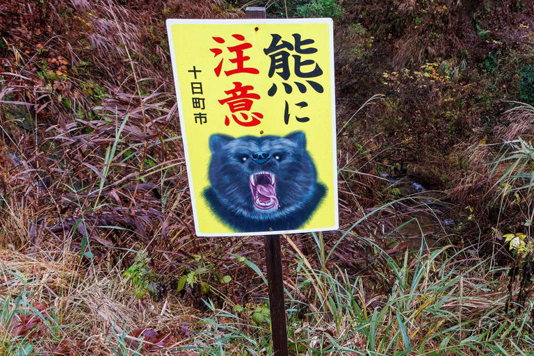 U.S. Embassy Warns Americans in Japan to Stay Alert for Bears After 13 ...
