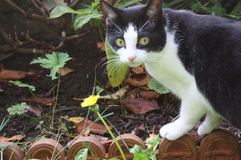 Judge shown videos of cat defecating in south Dublin garden after ...