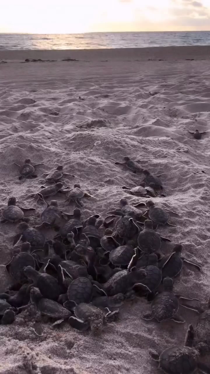 Saving the Sea Turtles' Nesting Grounds in Palm Beach, Florida