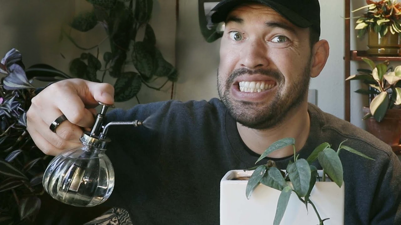 Houseplant Myths Indoor Gardeners Should Stop Believing