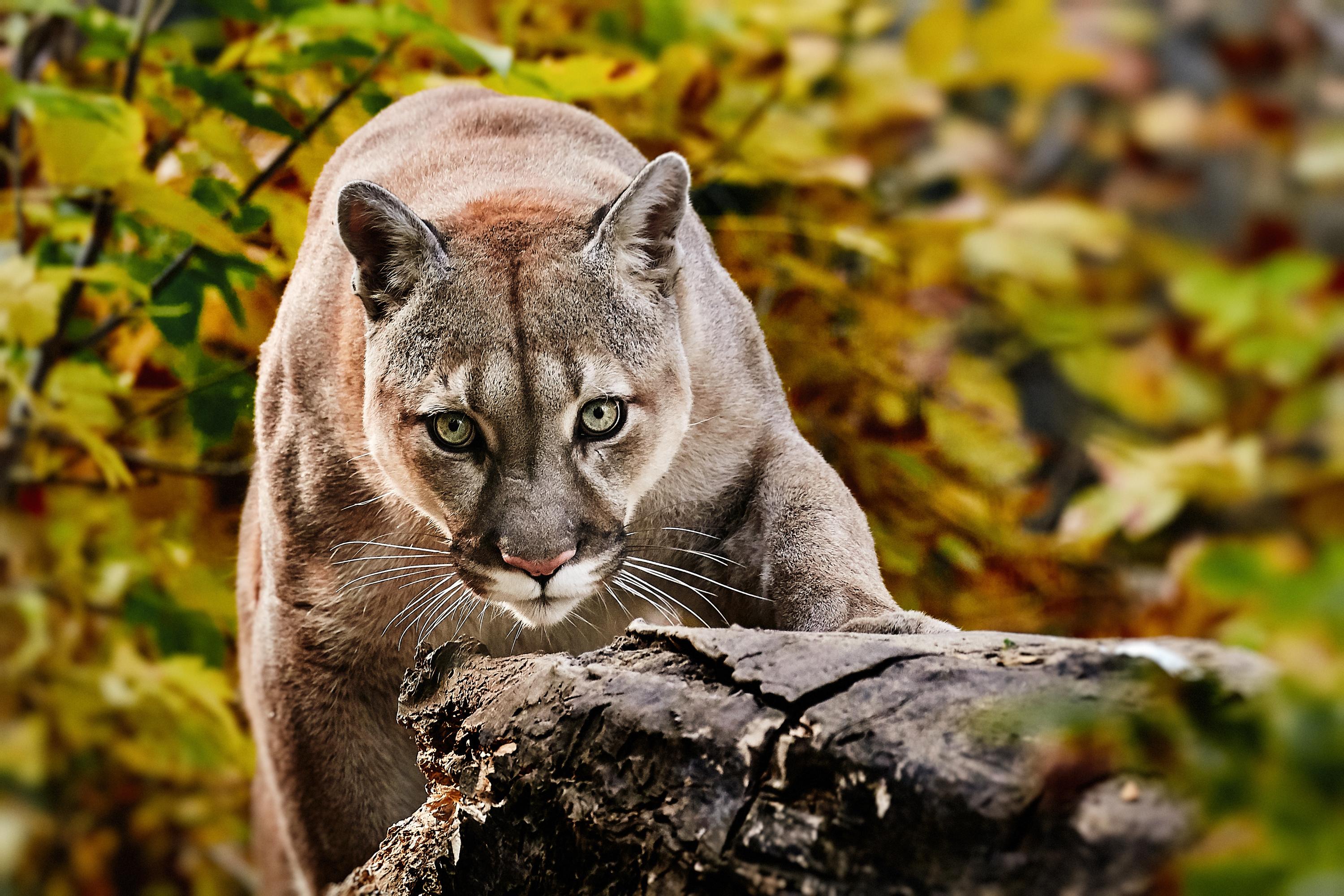 Le puma va-t-il vraiment être réintroduit dans plusieurs États américains