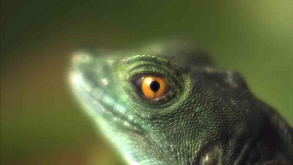 The Miracle Trick This Lizard Uses To Outsmart Nature
