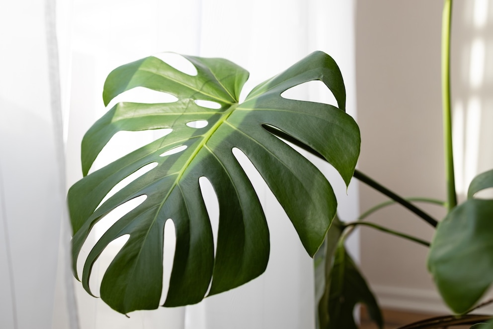 The Sock Trick: How to Clean Plant Leaves