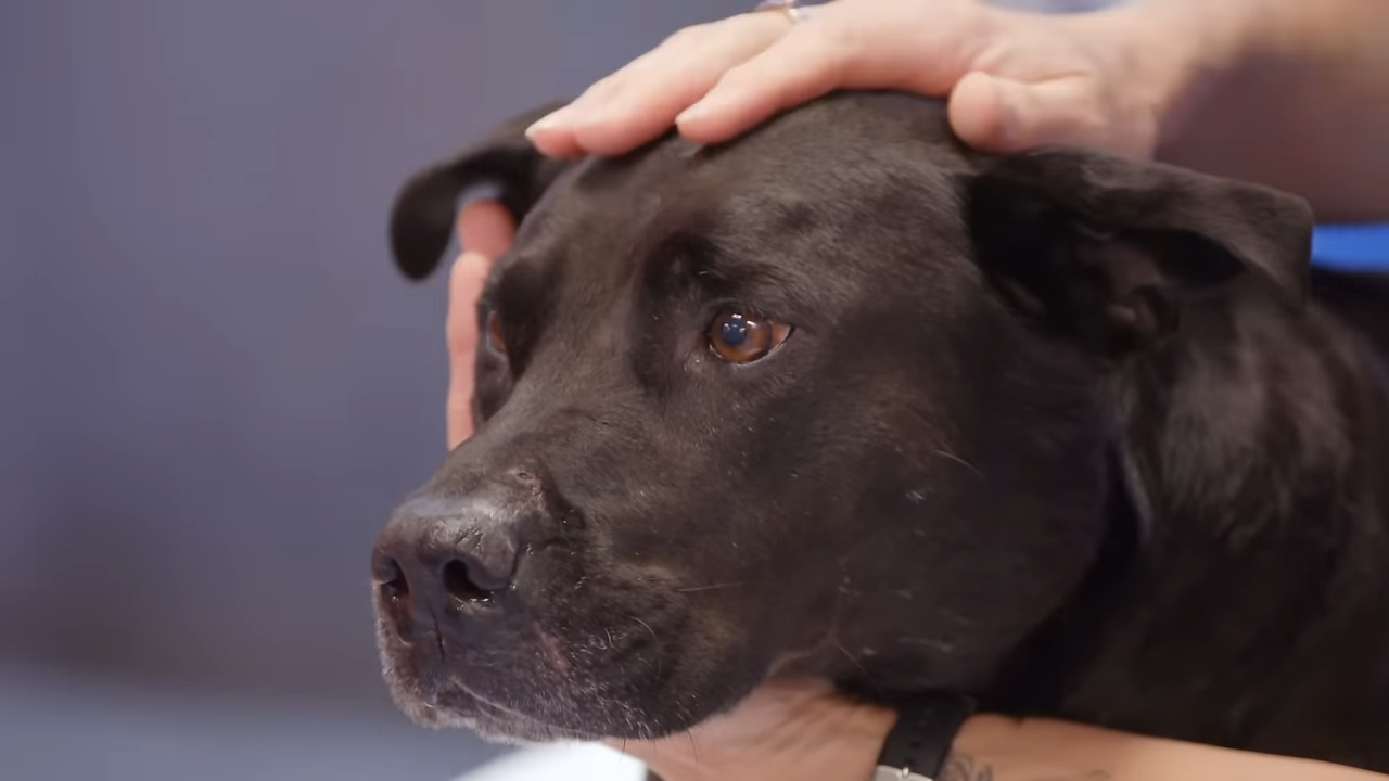 Inside the survival stories of six remarkably brave pets