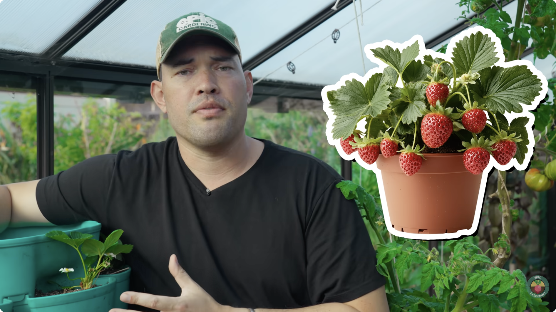 How to Grow Productive Strawberries in Containers