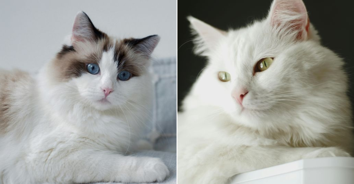 9 Cat Breeds That Do Best With A Companion And 6 That Prefer Being The ...
