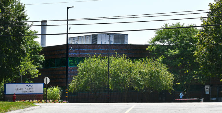 MA life sciences company Charles River Laboratories to lay off dozens ...
