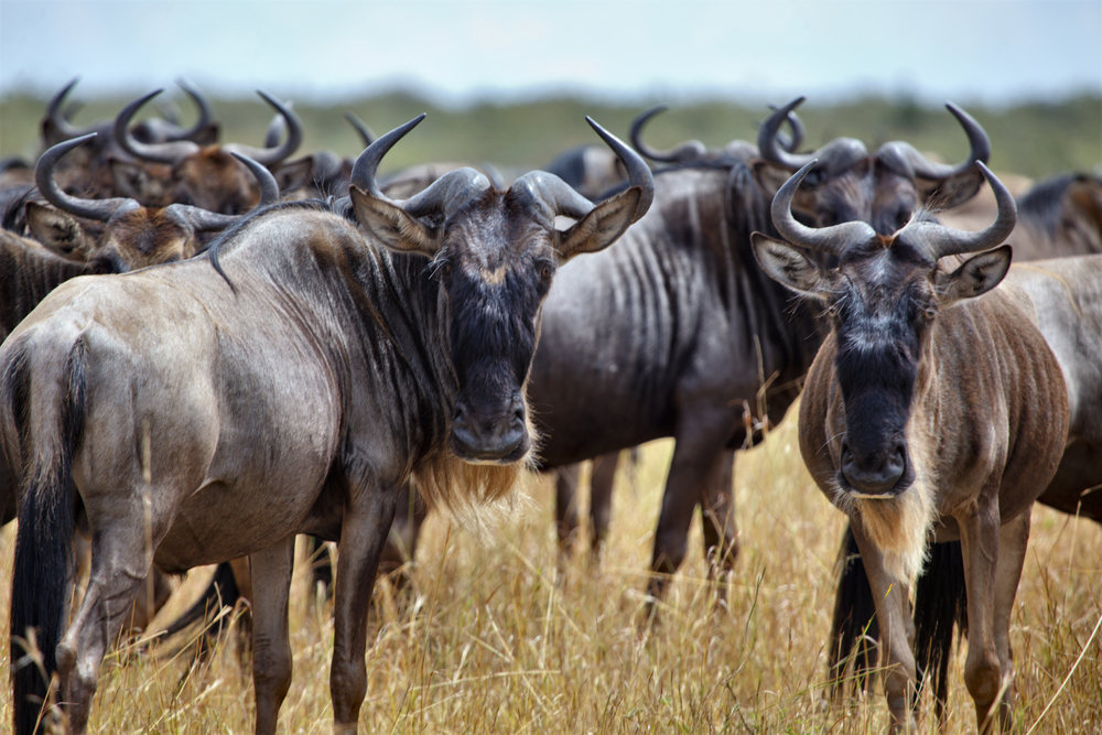Largest Animal Migrations on Earth