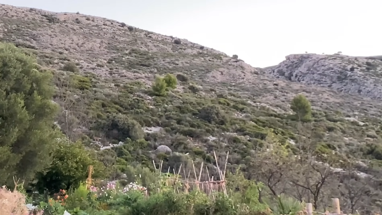 Unexpected wild sheep encounter during bat search