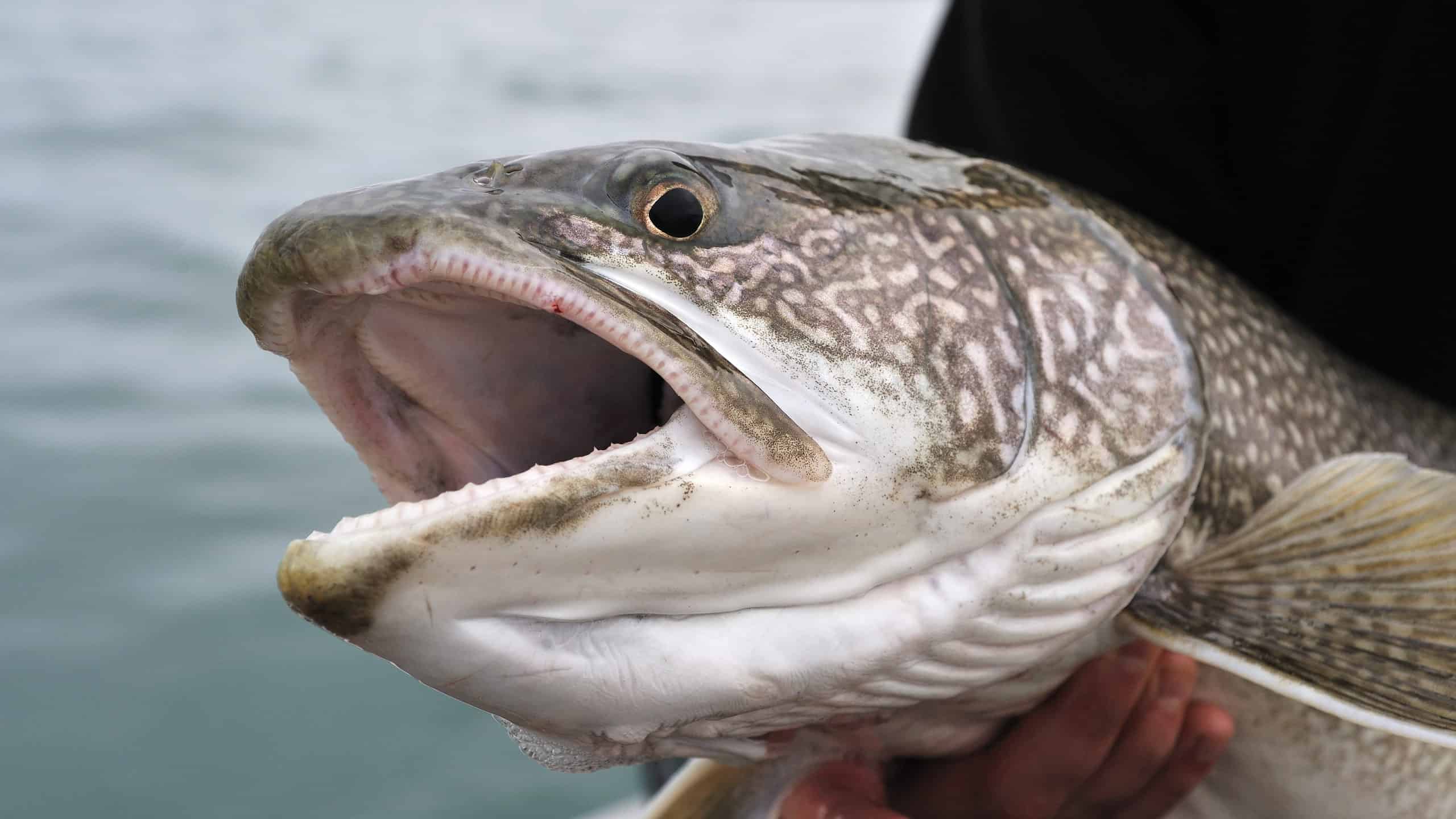 The enormous lake trout broke all records
