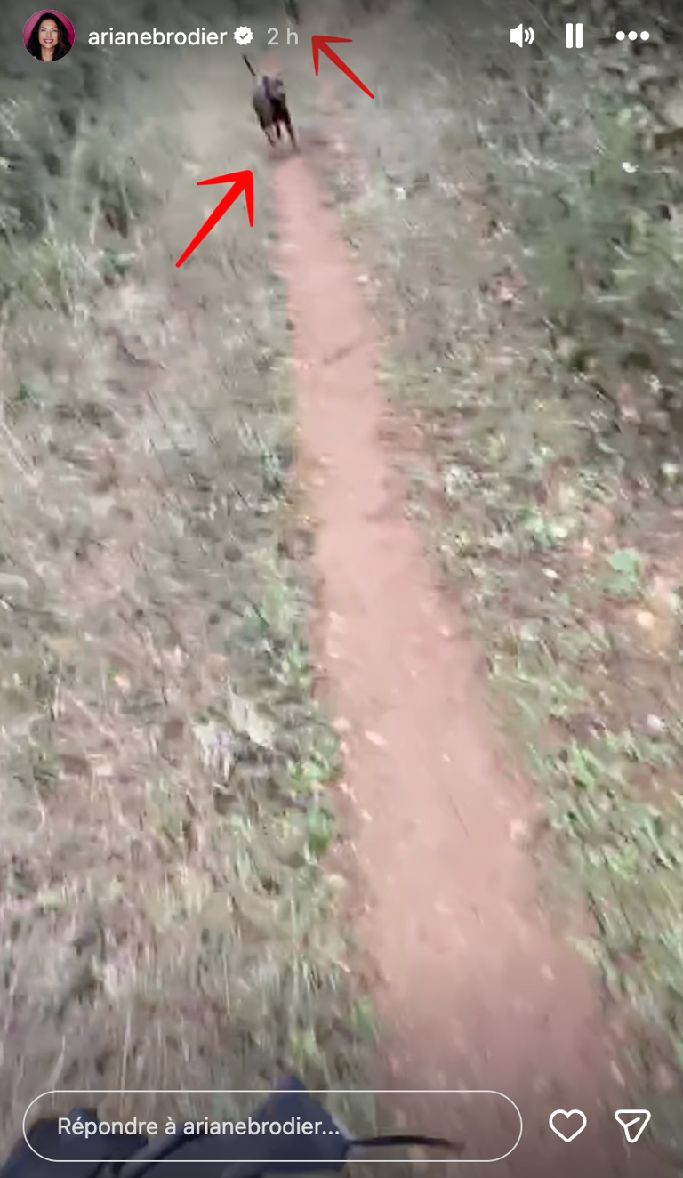"Une morsure à la main et une morsure au mollet" : Ariane Brodier ...