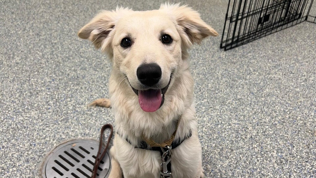 Dozens of dogs seized in animal cruelty cases in Massachusetts now up ...