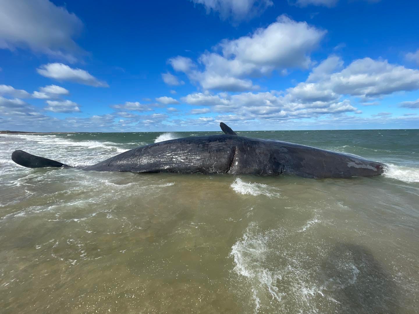 Dead whale on Nantucket is 'far too big' to remove. Here's what will ...
