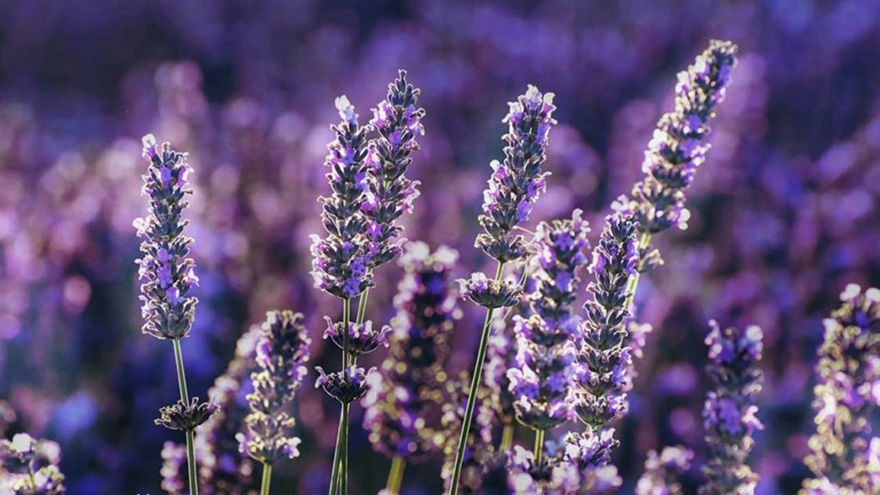 10 Must Have Plants For Keeping Deer And Rodents Away From Your Garden