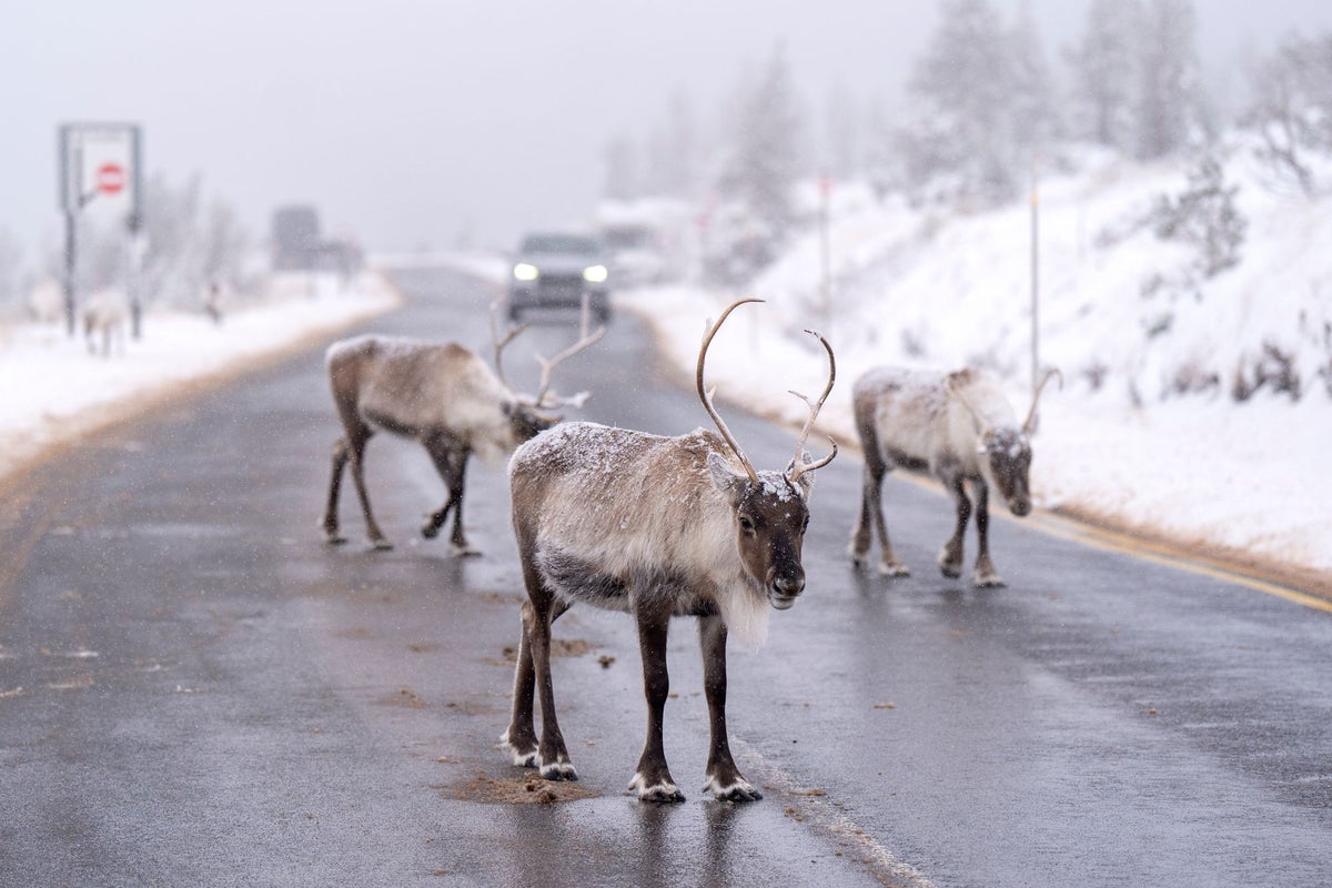 Reindeer bring traffic to a standstill as heavy snow falls