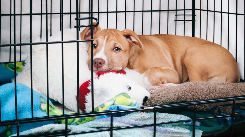 Repurpose A Dog Crate In The Garden For Climbing Plants