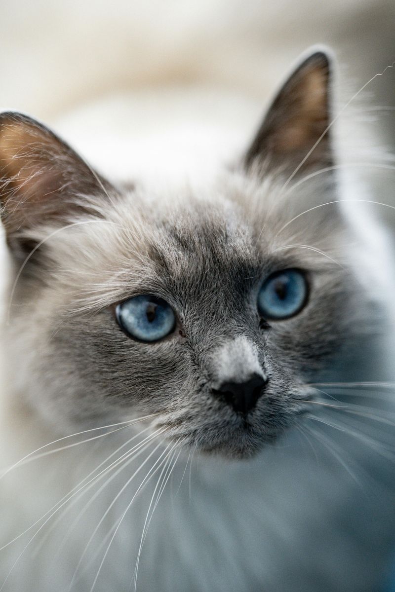 9 Cat Breeds That Do Best With A Companion And 6 That Prefer Being The ...