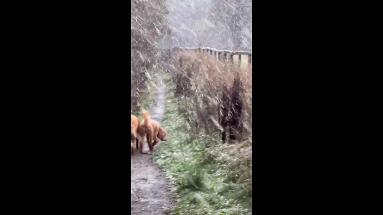 Light Snowfall Dusts Elstree as Playful Video of Golden Retrievers ...