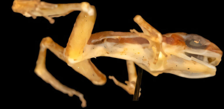 Extinct rocket frog species identified from single 62-year-old museum ...