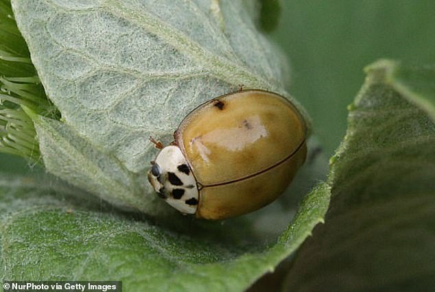 Urgent warning over 'evil ladybugs' invading US homes by the thousands