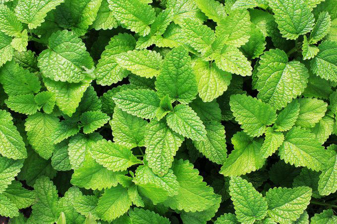 Never include these 6 flowering plants in your garden