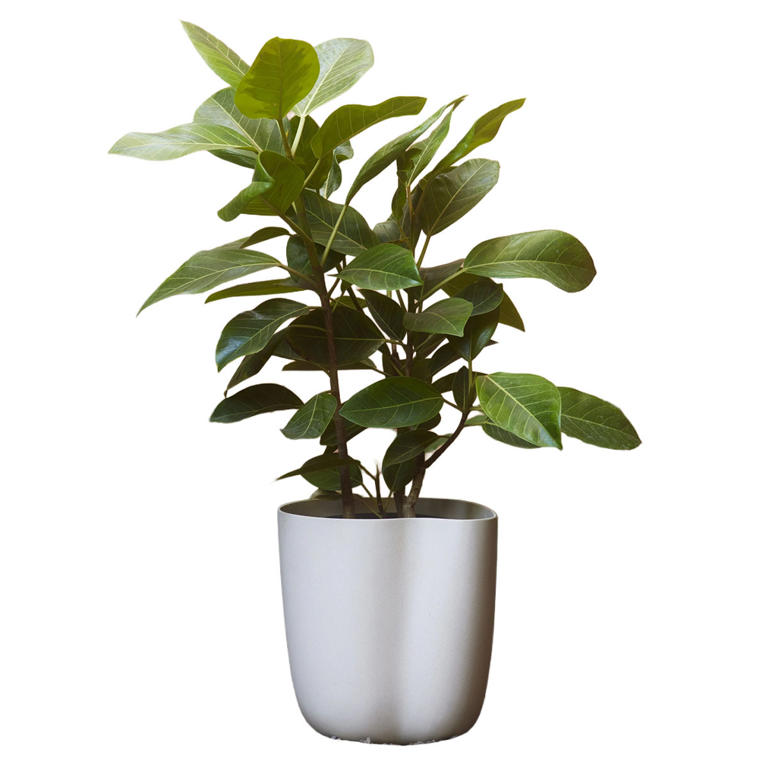 Sarah Sherman Samuel Rugs Are Up to 70% Off at Lulu and Georgia for ...