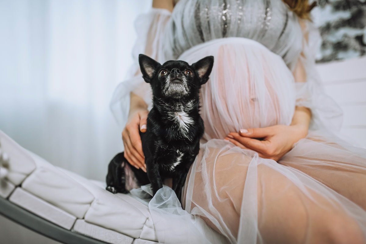 Blind Senior Chihuahua's Pure Love for Mom's Pregnant Belly Is Simply ...