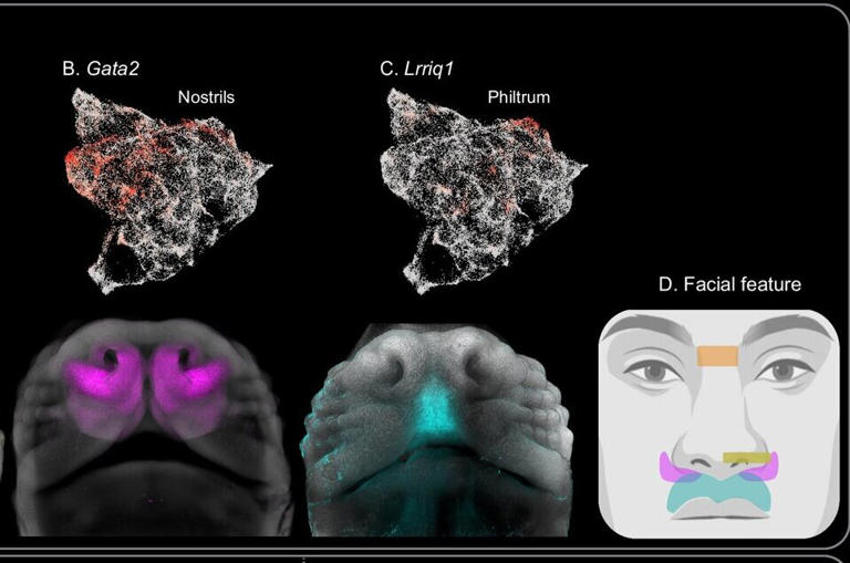 Scientists map the hidden cellular 'postal codes' that shape every ...