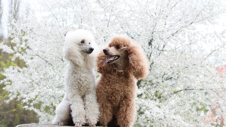How Do Dogs Communicate With Each Other?