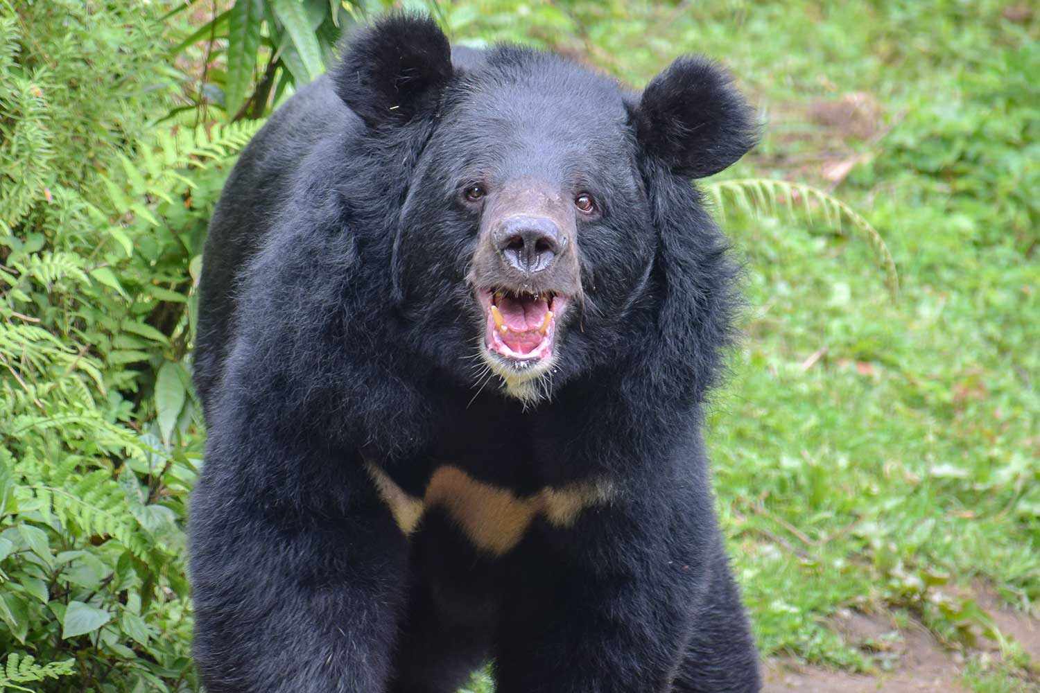 U.S. Embassy Warns Americans in Japan to Stay Alert for Bears After 13 ...