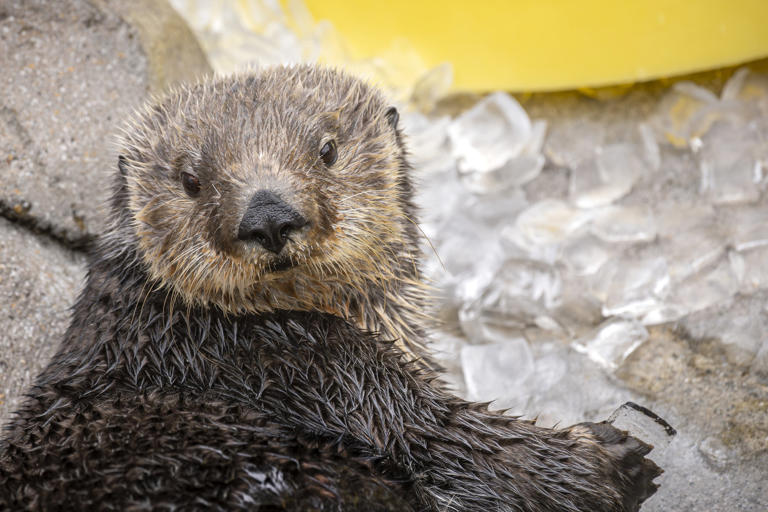 Meet Ruby! Seattle Aquarium welcomes its first southern sea otter