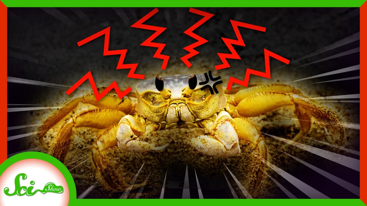 Ghost crabs take stomach growling to a whole new level