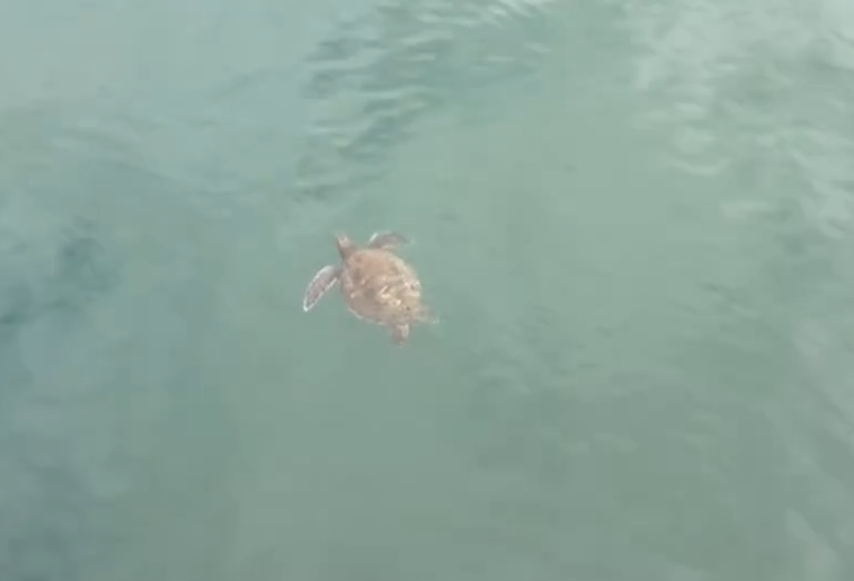 Video: Rare sea turtle sighting near Monterey Wharf