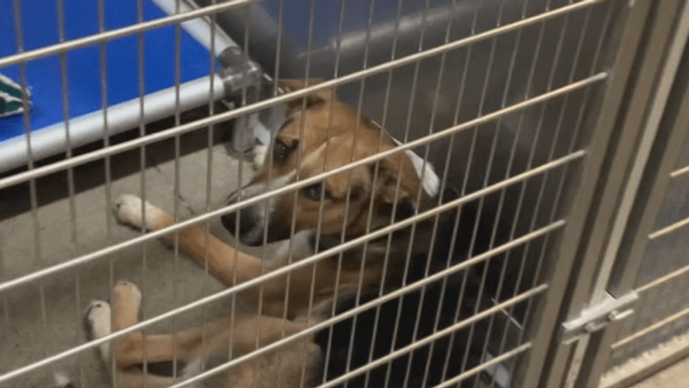 Haven Humane Society calls on community to foster dogs as shelter hits ...