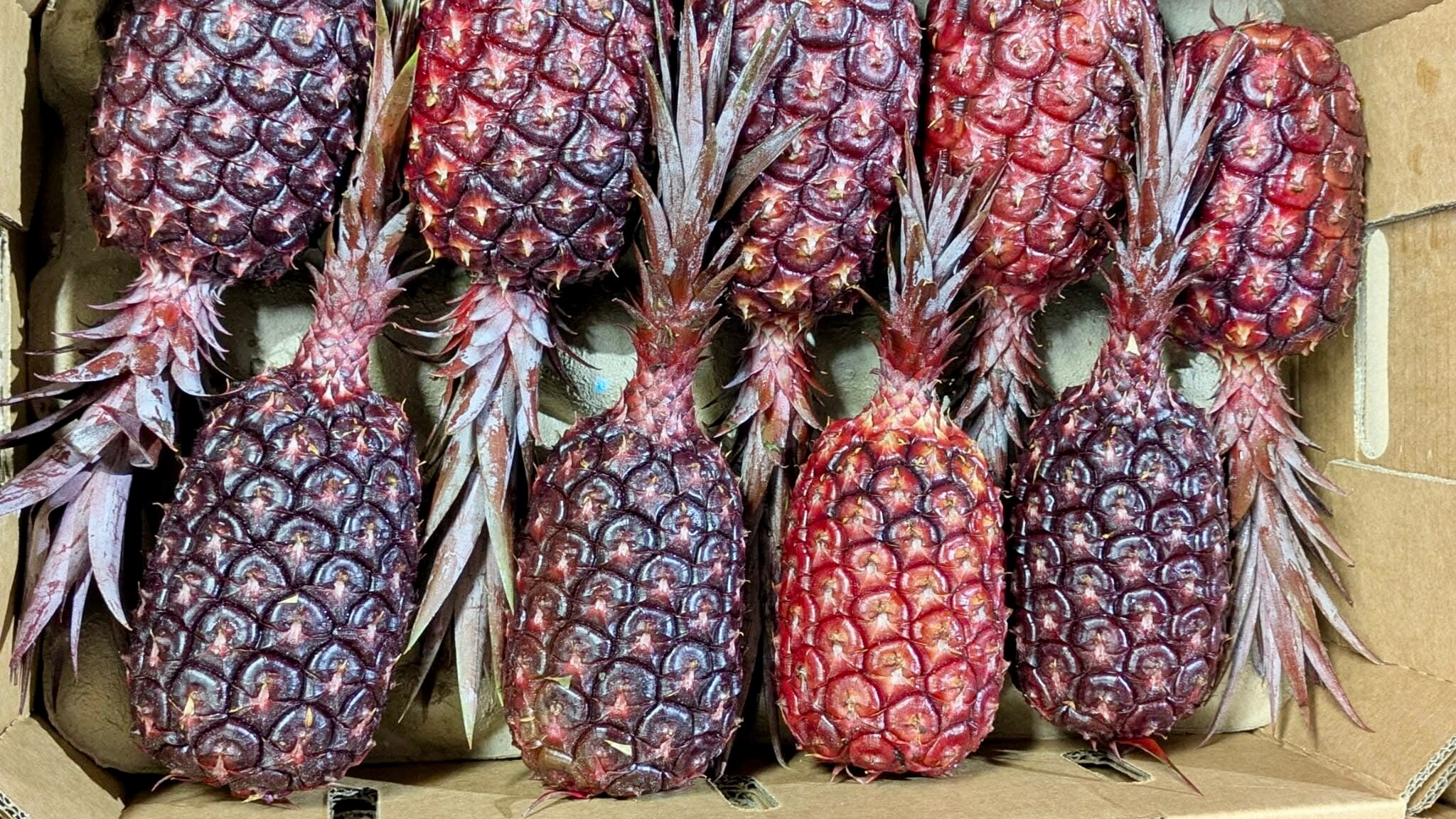 The wait to taste new Queensland-grown purple-skinned pineapples