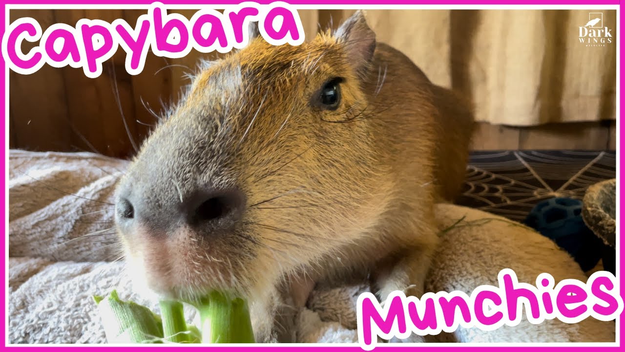 Corn Husk Fun With Pumpkin – Endless Playtime and Cuteness!