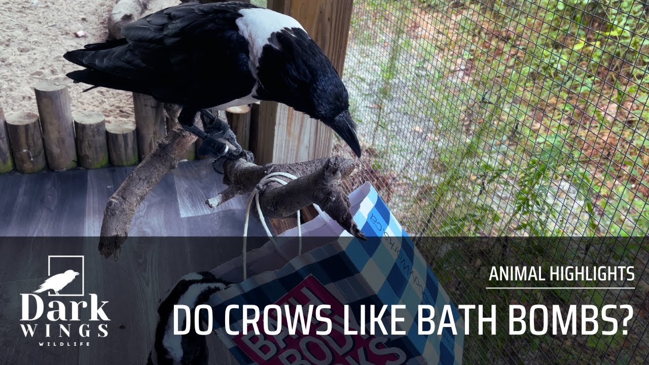 Bubbles, Fizz & Trixie – A Bath Bomb Adventure You Can’t Miss!