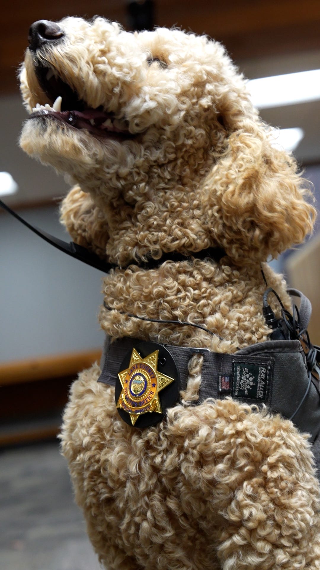 Goldendoodle from Working Dogs Oregon is newest sheriff's deputy