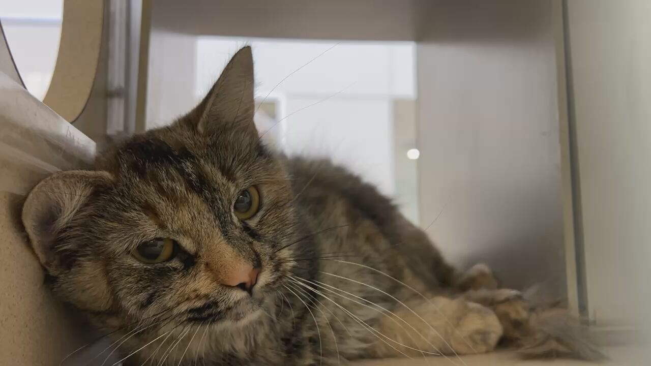 Nevada Humane Society working cat program