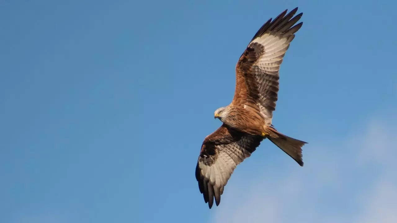 5 animals that made an epic comeback from the edge of extinction