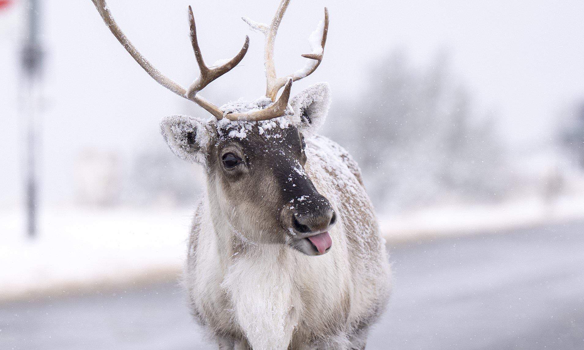 Brrritain's sweetest snaps of snowy animals in the Arctic blast