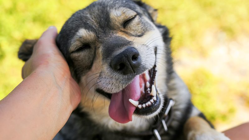 What Thanksgiving foods can you give your dog?