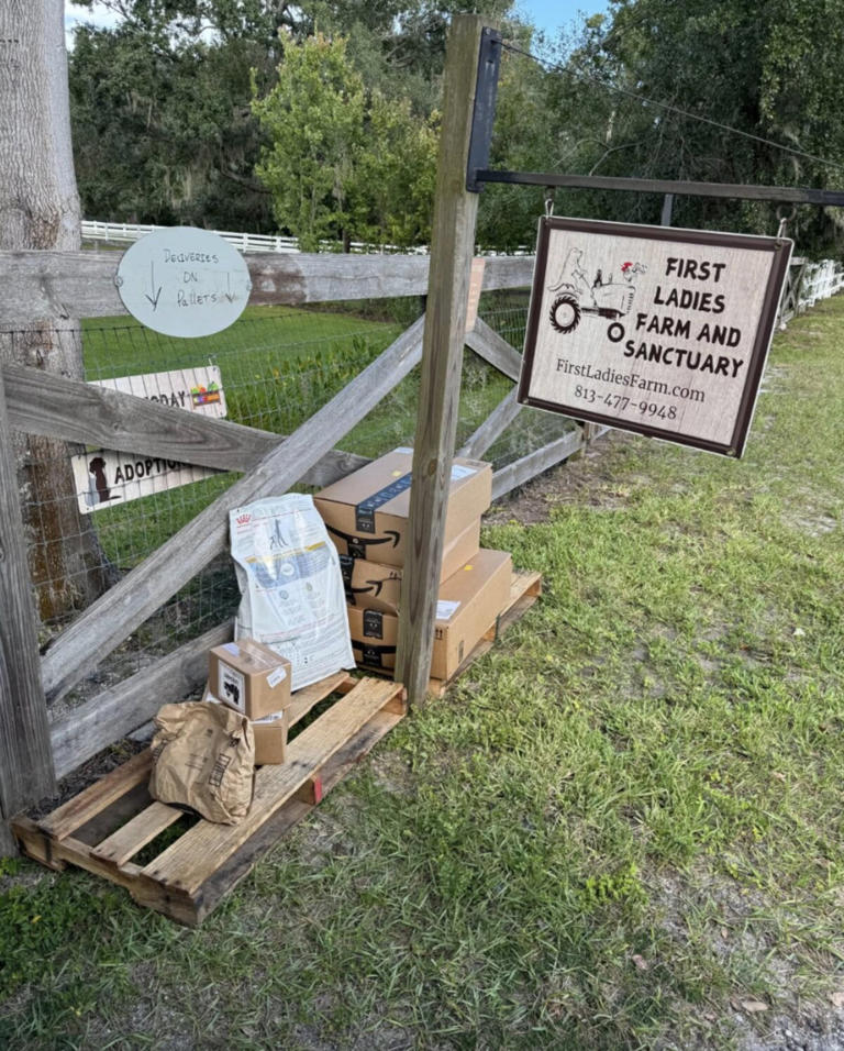 Woman Grabs Amazon Packages From Gate — Then Realizes One Of Them Is ...