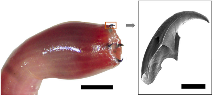 Watch these haunting stretchy bloodworms invert their own organs