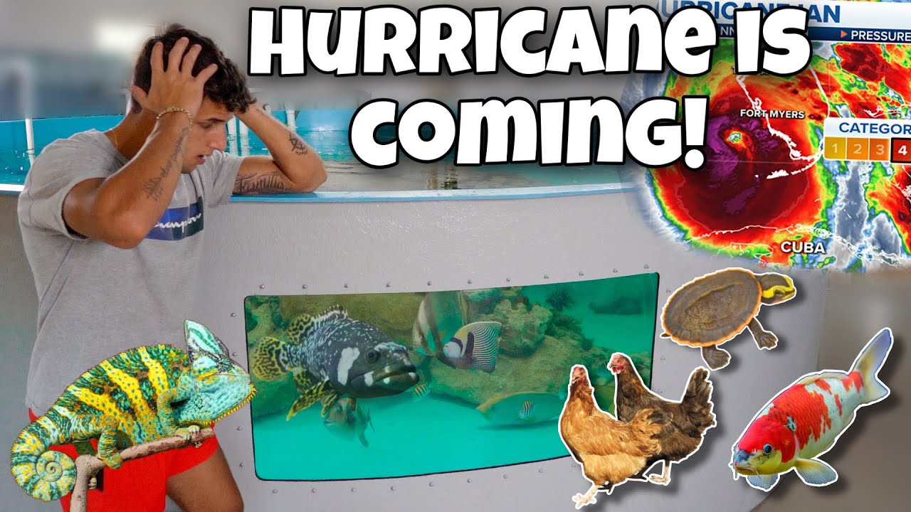 I prepare my animals for Hurricane Ian!🐶🌧️