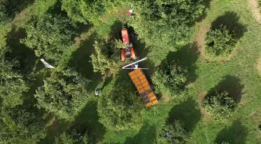 Fruit and family: Mandarin harvest begins in Placer County