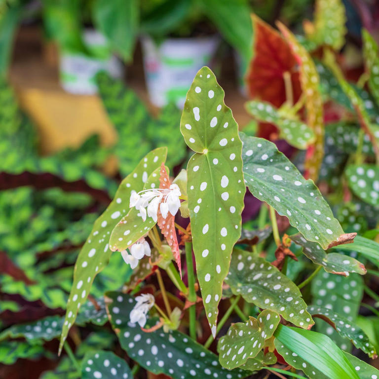 Angel Wing Begonias Are the Underrated Plant Everyone Should Grow